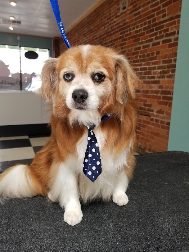 Policies Procedures Doggie Designs Pet Grooming Policies Procedures Doggie Designs Pet Grooming