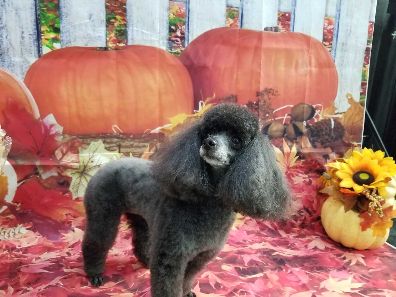 Gallery Doggie Designs Pet Grooming Gallery Doggie Designs Pet Grooming